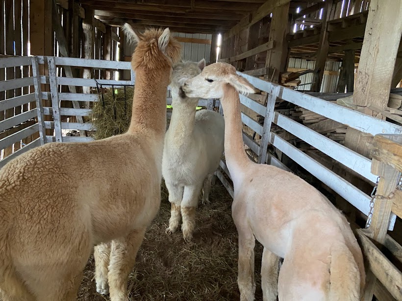 before1 - S&B Bell Farms